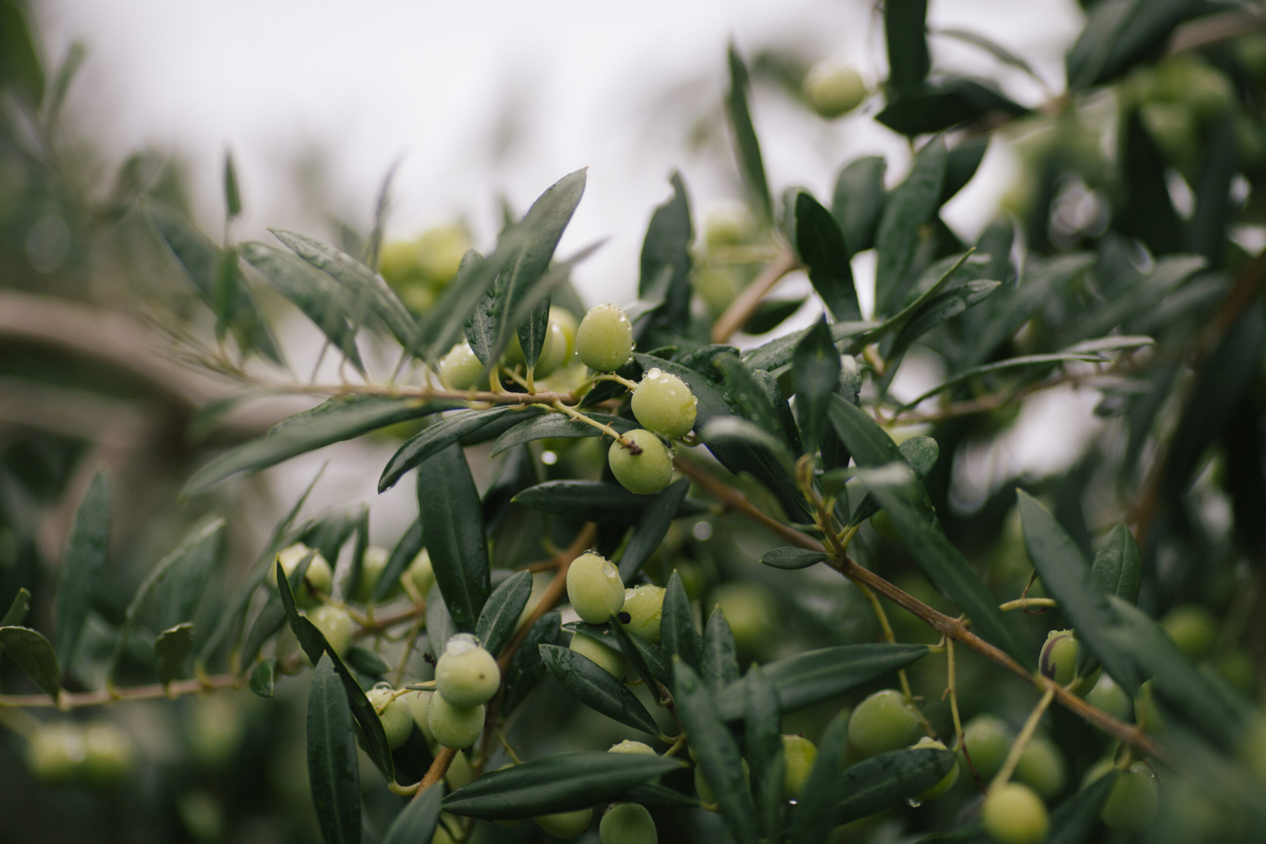 How to Grow Olives | Reader's Digest Australia