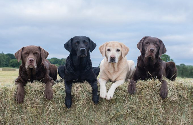 If your dog is this colour, it could live longer | Reader's Digest ...
