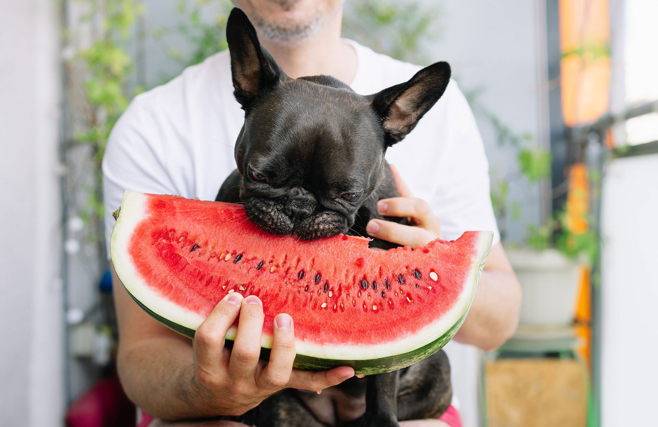 11 human foods that dogs can eat too | Reader's Digest Australia