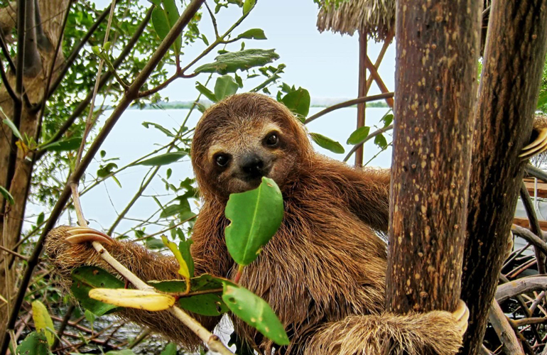 25 adorable sloth pictures you didn’t know you needed | Reader's Digest ...