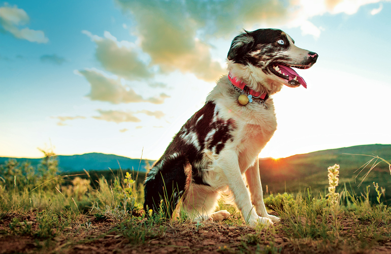 The dog who came back from the dead | Reader's Digest Australia