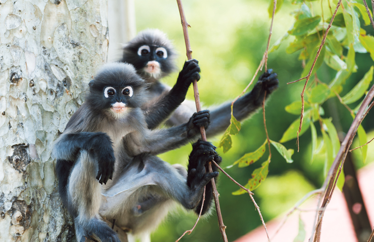 The monkey whisperer | Reader's Digest Australia
