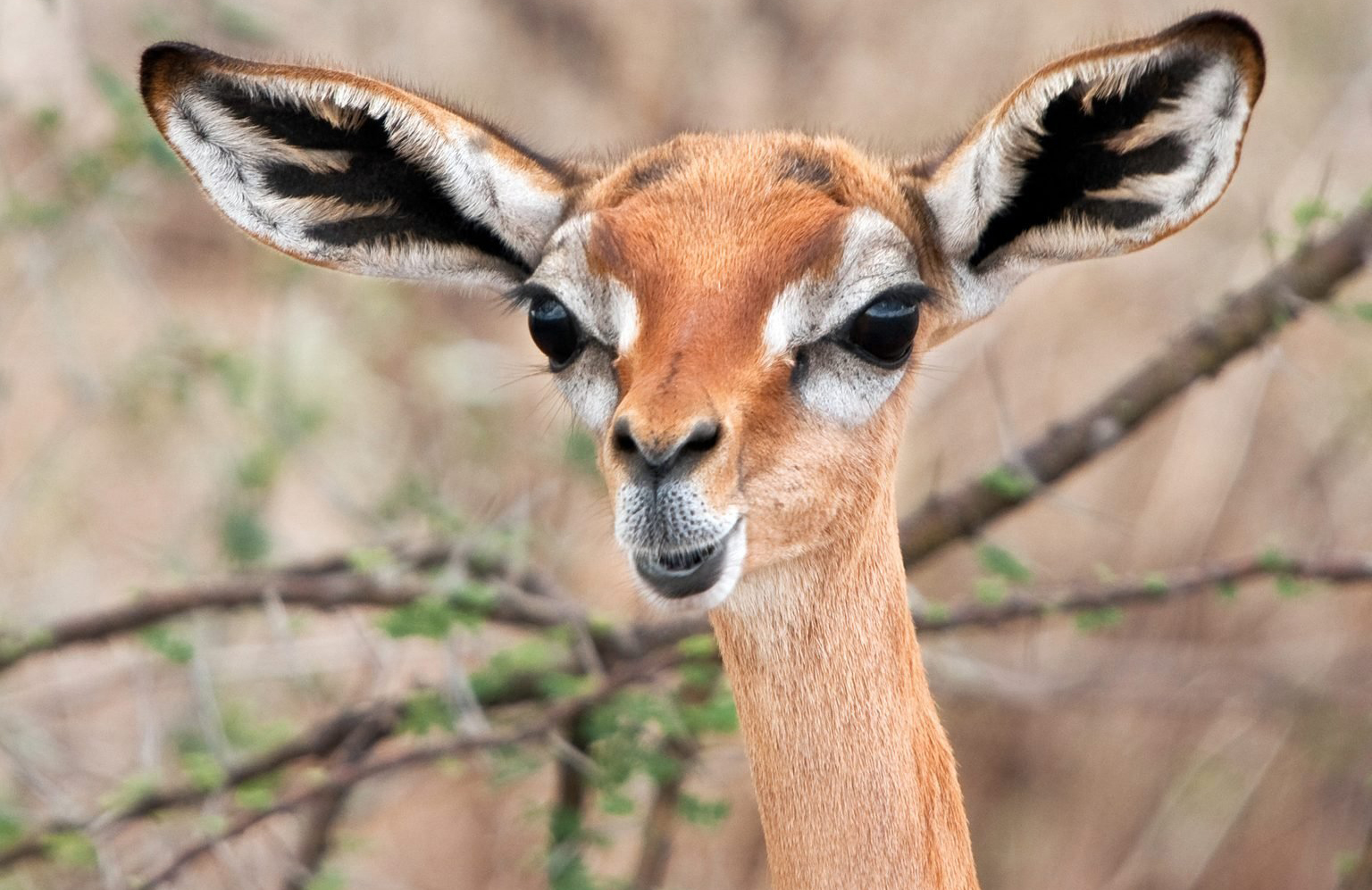 На какво попаднахте днес - Страница 3734 - Празни приказки и забава ...