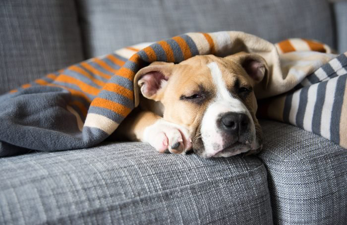 13 warning signs your dog is in pain | Reader's Digest Australia