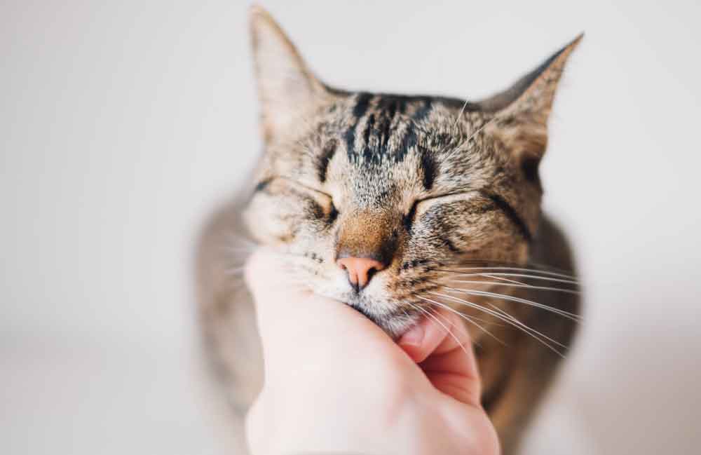Why do cats purr? 7 reasons for this sweet kitty sound | Reader's ...